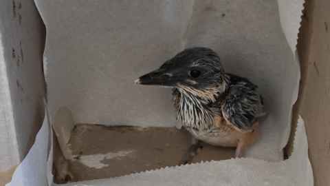 Volunteering opportunities - The University of Auckland