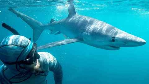 Riley Elliott: scientist from the school of shark public relations ...