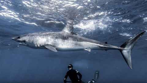 Riley Elliott: scientist from the school of shark public relations ...