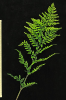 Asplenium gracillimum - The University of Auckland