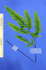 Adiantum cunninghamii - The University of Auckland