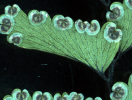 Adiantum fulvum - The University of Auckland