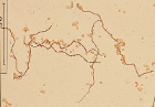 Monoclea forsteri - The University of Auckland