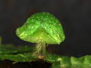 Reboulia hemisphaerica - The University of Auckland