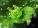 Symphyogyna hymenophyllum - The University of Auckland