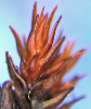Andreaea species - The University of Auckland