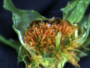 Breutelia pendula - The University of Auckland