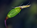 Ctenidium pubescens - The University of Auckland