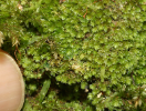 Distichophyllum crispulum - The University of Auckland