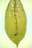 Distichophyllum crispulum - The University of Auckland
