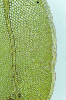 Distichophyllum crispulum - The University of Auckland