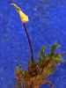 Distichophyllum crispulum - The University of Auckland
