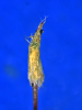 Distichophyllum crispulum - The University of Auckland
