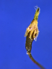 Distichophyllum crispulum - The University of Auckland