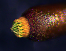 Distichophyllum pulchellum - The University of Auckland