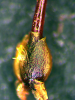Distichophyllum pulchellum - The University of Auckland