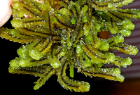 Distichophyllum pulchellum - The University of Auckland