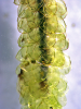 Distichophyllum pulchellum - The University of Auckland
