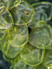 Distichophyllum pulchellum - The University of Auckland
