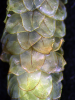 Distichophyllum pulchellum - The University of Auckland