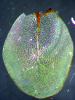 Distichophyllum pulchellum - The University of Auckland