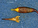Distichophyllum pulchellum - The University of Auckland