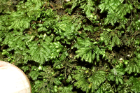 Hypopterygium speces - The University of Auckland