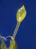 Tortula truncata - The University of Auckland