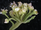 Aciphylla dieffenbachii - The University of Auckland