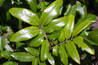Alectryon excelsus - The University of Auckland