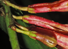 Alseuosmia macrophylla - The University of Auckland