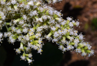 Brachyglottis repanda - The University of Auckland