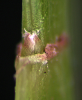 Carmichaelia australis - The University of Auckland