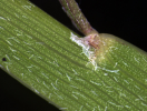 Carmichaelia australis - The University of Auckland