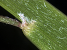 Carmichaelia australis - The University of Auckland