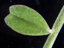 Carmichaelia australis - The University of Auckland