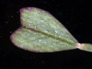 Carmichaelia australis - The University of Auckland
