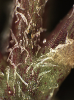 Carmichaelia australis - The University of Auckland