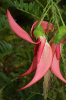 Clianthus puniceus - The University of Auckland