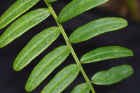 Clianthus puniceus - The University of Auckland