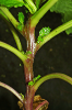 Colensoa physaloides - The University of Auckland