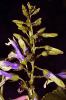 Colensoa physaloides - The University of Auckland