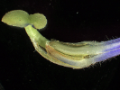 Colensoa physaloides - The University of Auckland