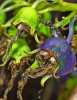 Colensoa physaloides - The University of Auckland