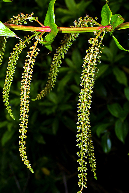 Coriaria arborea - The University of Auckland
