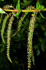 Coriaria arborea - The University of Auckland