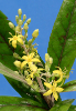 Corokia buddleioides - The University of Auckland