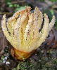 Dactylanthus taylori - The University of Auckland