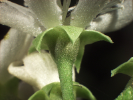 Hoheria populnea - The University of Auckland