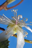 Hoheria populnea - The University of Auckland